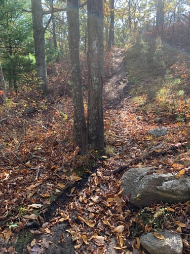 Best Hikes and Trails in Shawme-Crowell State Forest | AllTrails