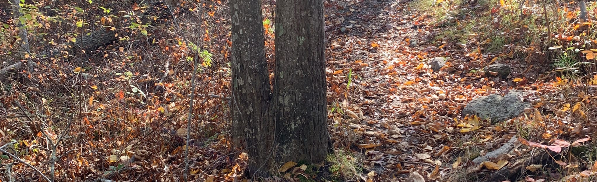 Heritage Plantation, Sherri's Berries, Racoon Den, Coyote Den Loop: 58 ...