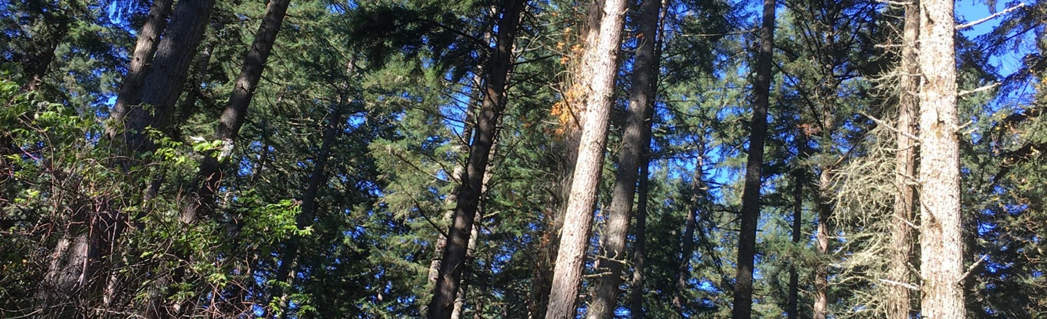 Timber Hills Trails, Oregon - 57 Reviews, Map | AllTrails