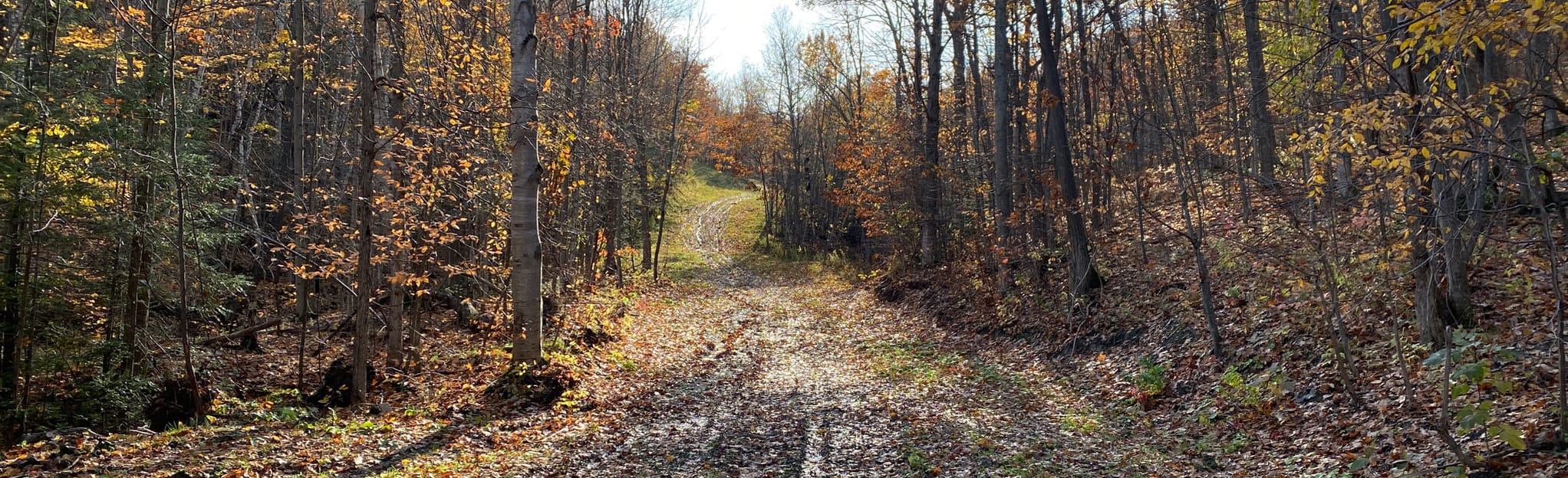 Crossover, Backbowl and Woodpecker Trail: 42 Reviews, Map - Ontario ...