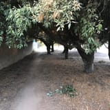 Lewis Eaton and Tom Macmichael Loop Trail , California - 191 Reviews ...