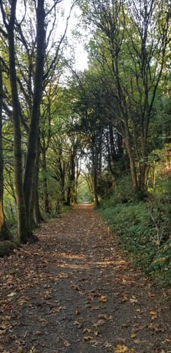 Best Hikes and Trails in Leverich Park | AllTrails