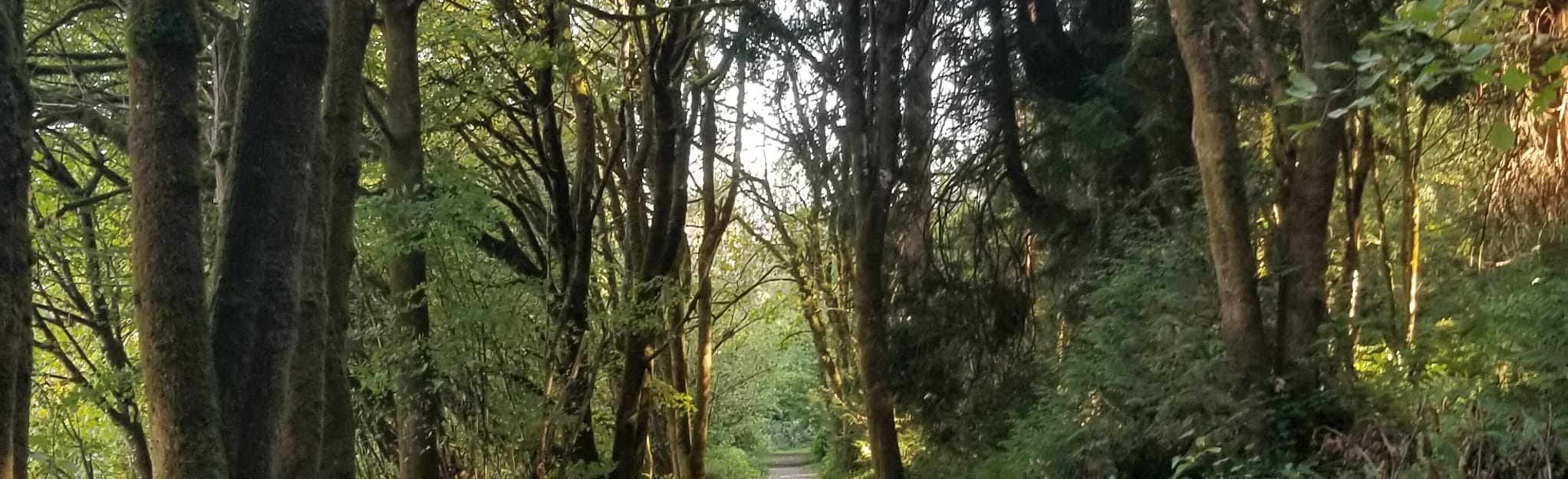 Ellen Davis Trail: 145 Reviews, Map - Washington | AllTrails