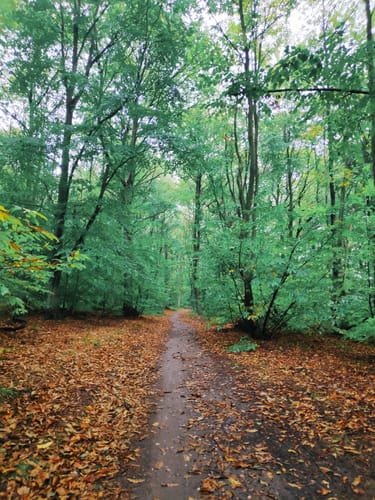 Best Hikes and Trails in Clipstone Forest | AllTrails