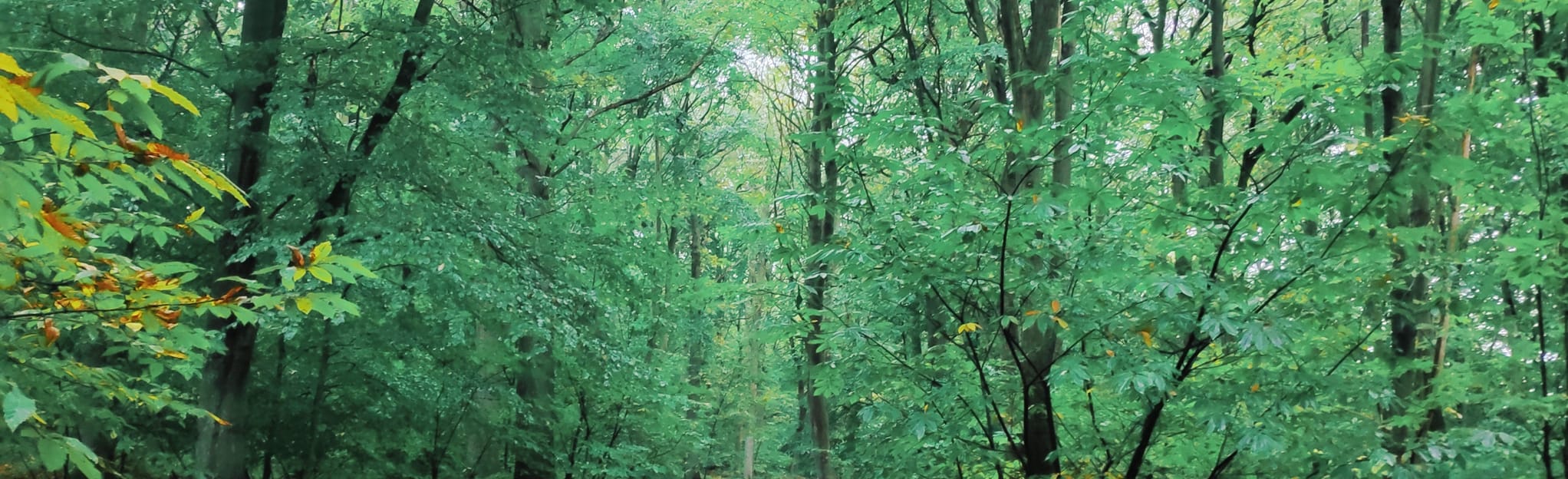 Sherwood Pines Blue Route: 145 Reviews, Map - Nottinghamshire, England ...