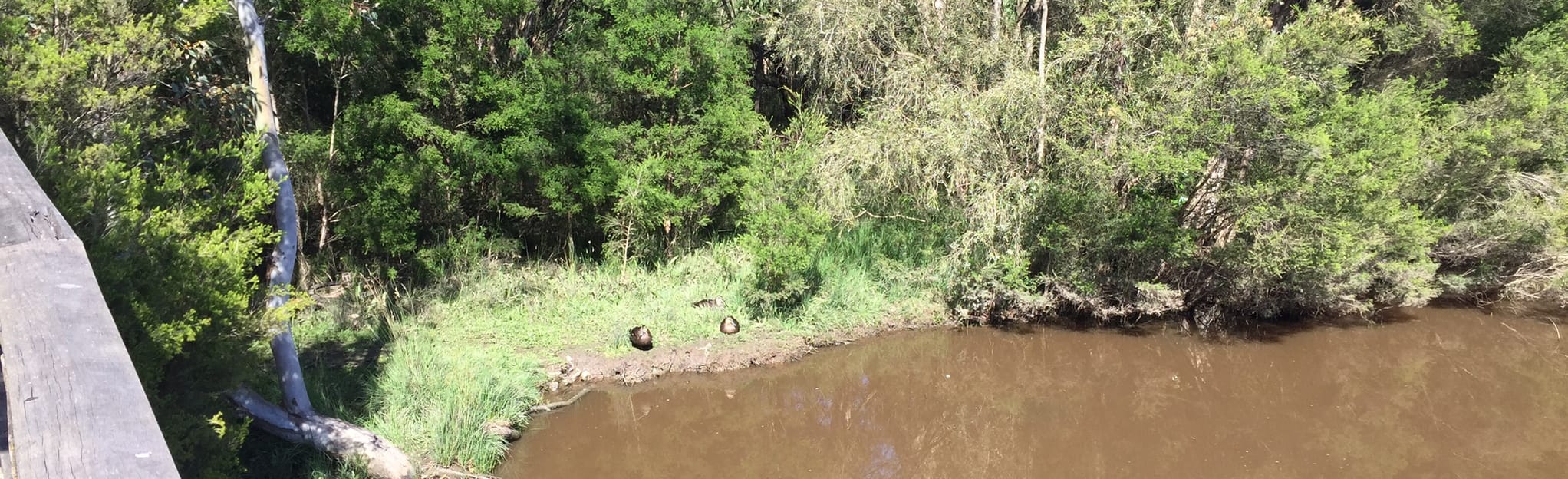 Hallam Bypass Trail: 13 Reviews, Map - Victoria, Australia | AllTrails