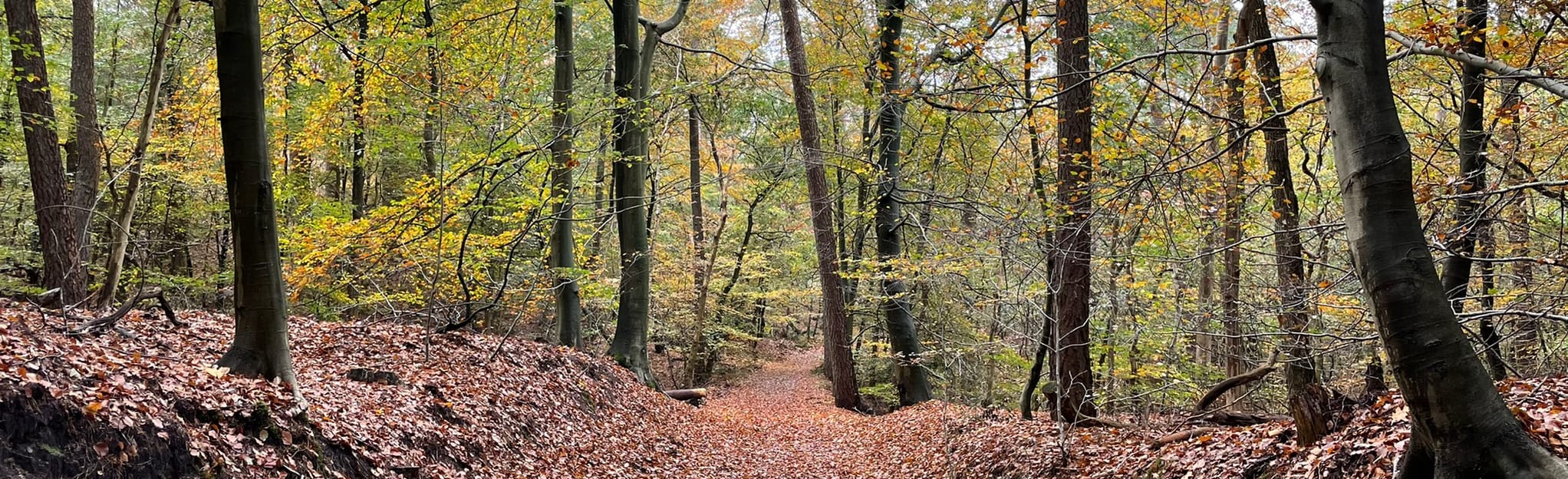 Leuvenum Forest Blue Trail: 34 Reviews, Map - Gelderland, Netherlands ...