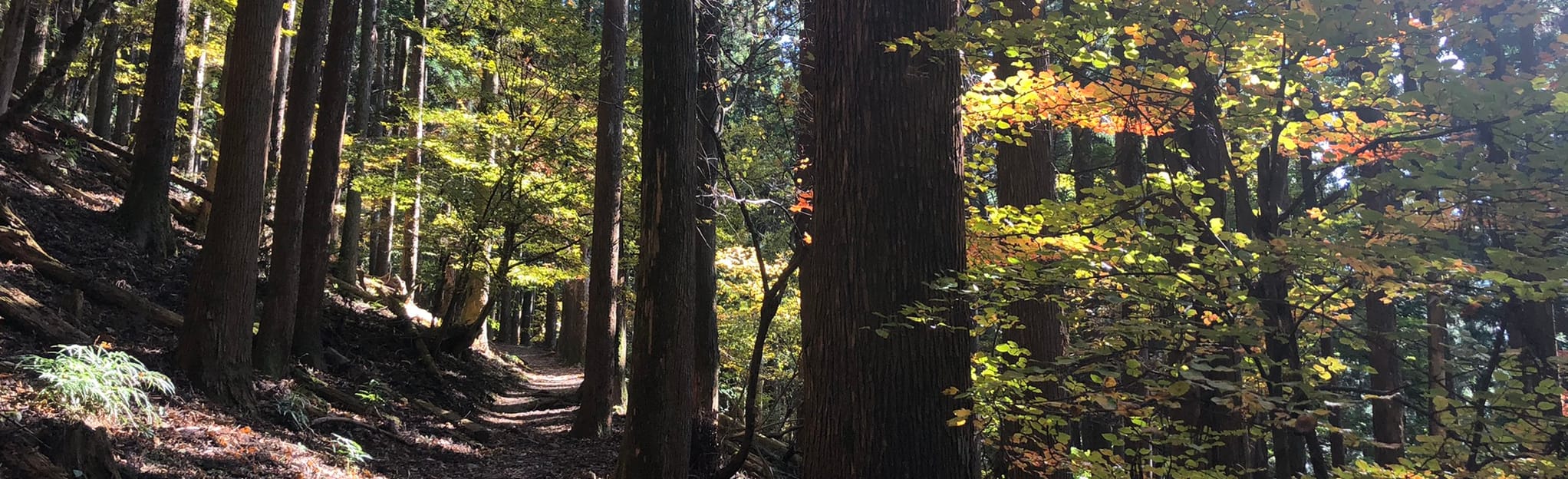 Yokoze Station - Mount Buko: 3 Reviews, Map - Saitama, Japan | AllTrails