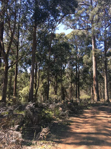 Best Camping Trails in Wombat State Forest | AllTrails