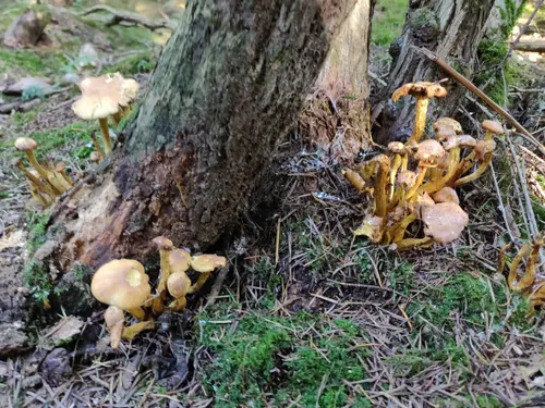 Best Hikes and Trails in Cabinteely Park | AllTrails