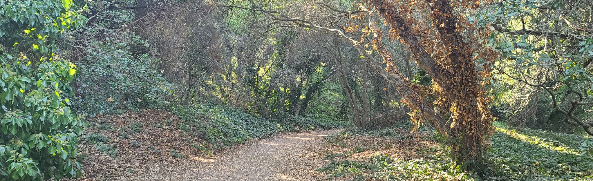 Live Oak to Buckeye and Quail Loop: 104 Reviews, Map - California ...