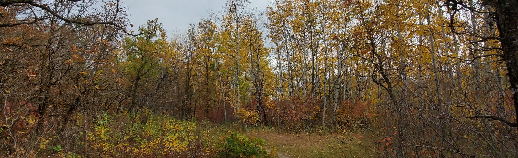 Cedar Bog Trail: 1114 Reviews, Map - Manitoba, Canada | AllTrails