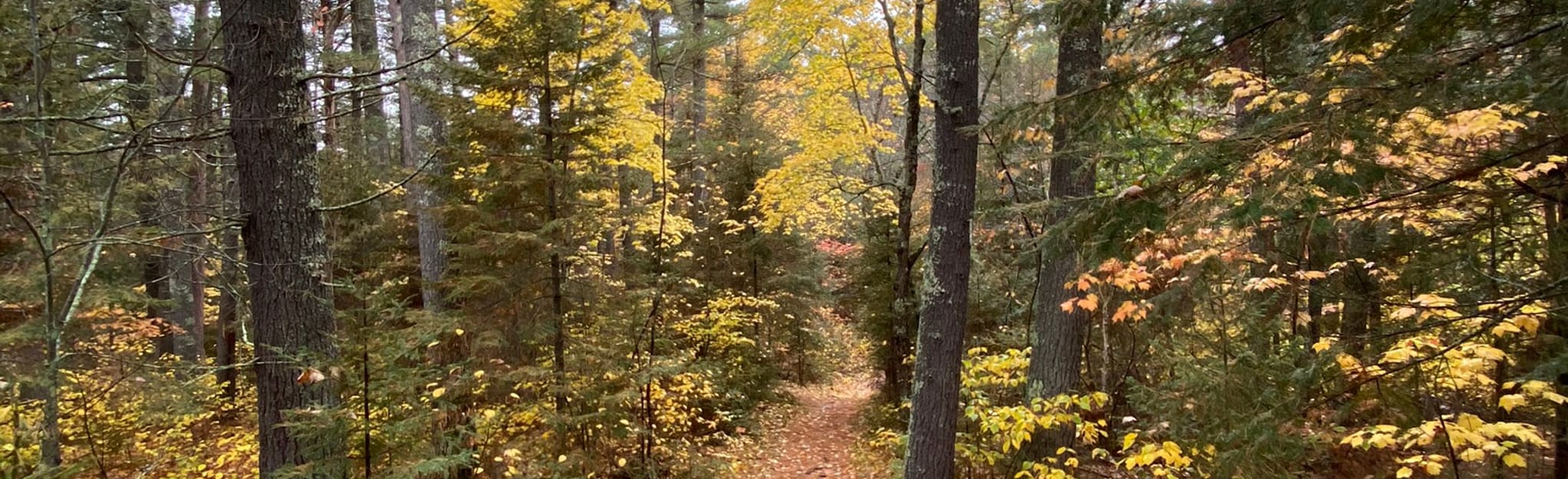 North Arm Troll's Way, Minnesota - 58 Reviews, Map | AllTrails
