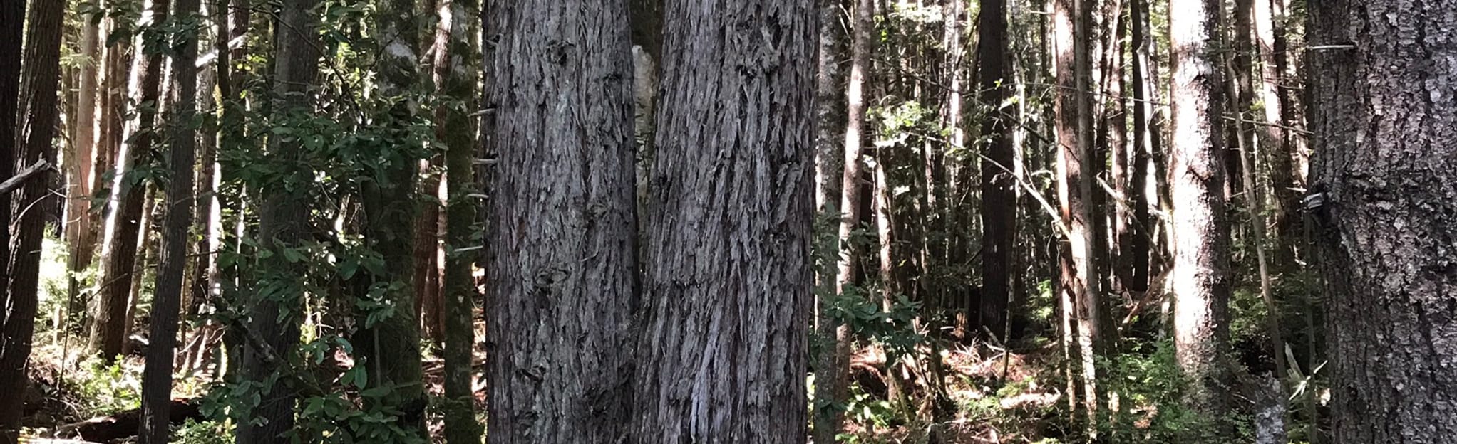 Holter Ridge via Lost Man Trail: 2 Reviews, Map - California | AllTrails