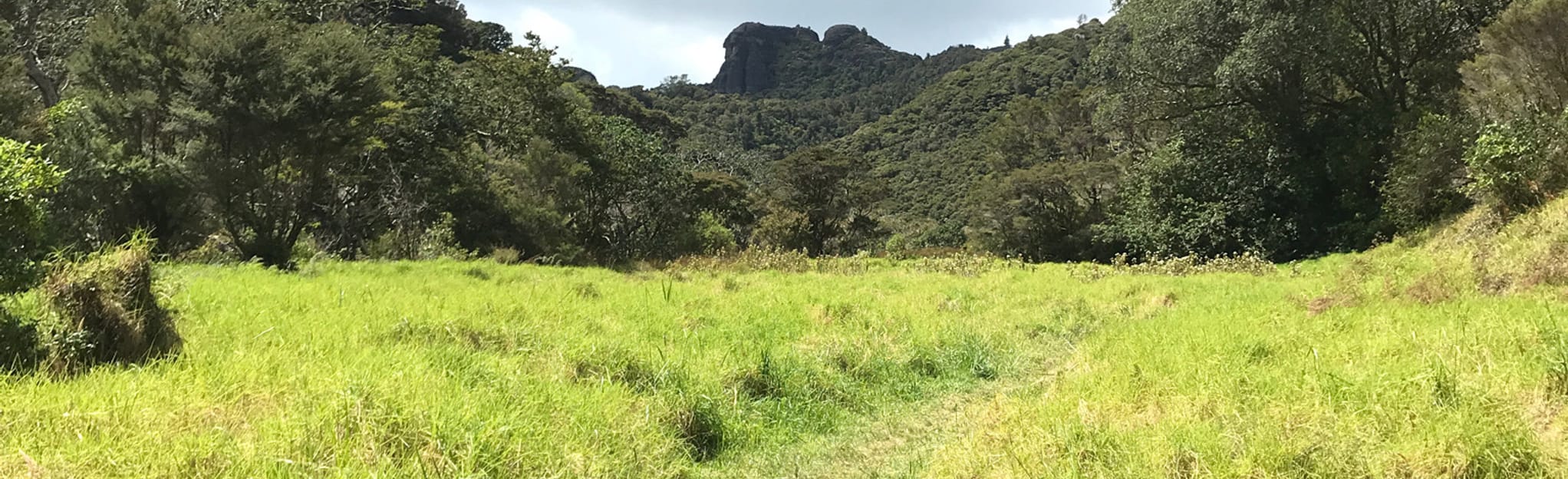 Wairakau Stream Track to Lane Cove Hut, Northland, New Zealand - 26 ...