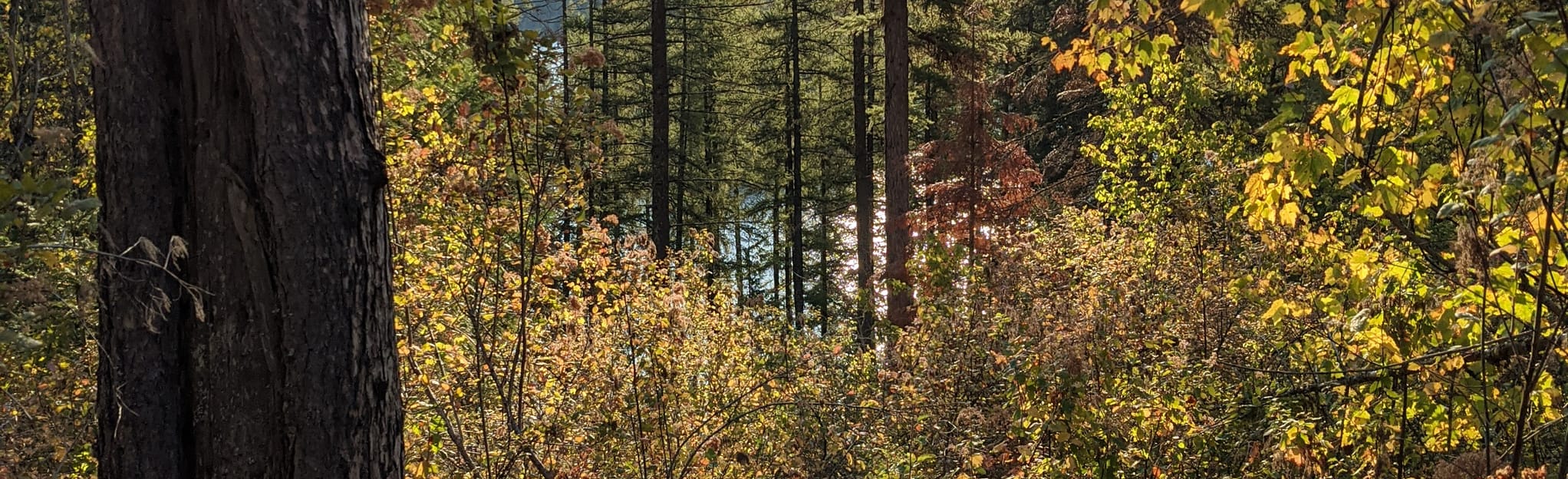 Squirrel Cache Trail, Idaho - 105 Reviews, Map | AllTrails