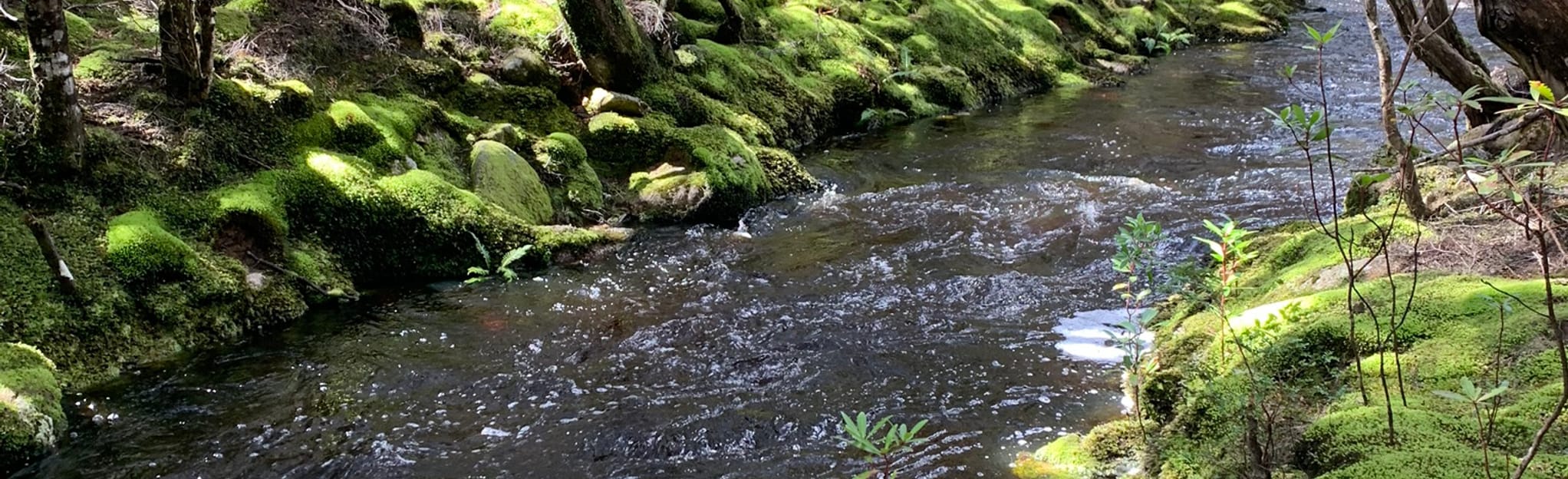 Blue Tier (Blue Derby Wilderness Trail), Tasmania, Australia - 17 ...