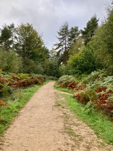 2023 Best 10 Forest Trails in Crawley | AllTrails