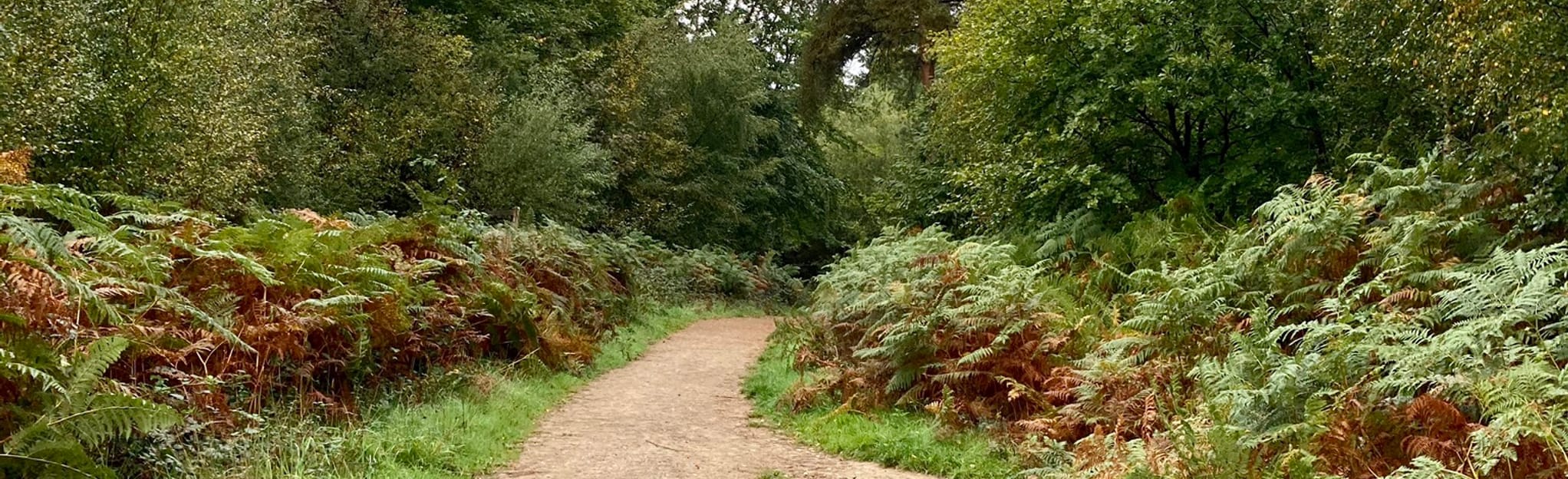 Forest Trail to Pease Pottage: 16 Reviews, Map - West Sussex, England ...