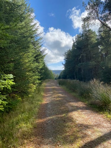 2023 Best Moderate Trails in Fetteresso Forest | AllTrails