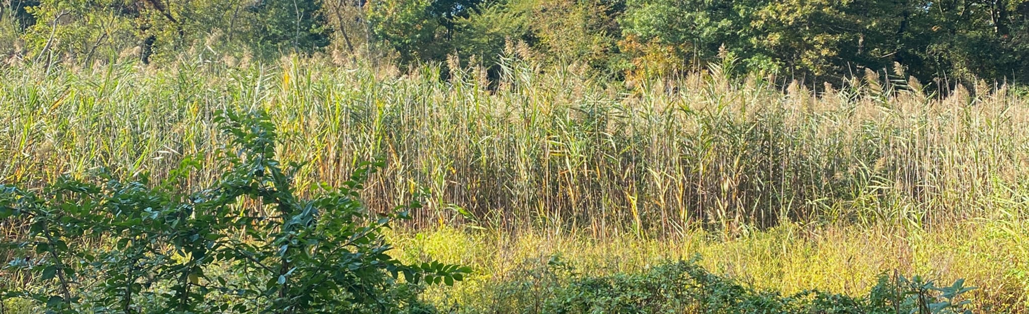 AllTrails | Wentz Run Nature Trail and Walking Path Loop: 48 Reviews ...