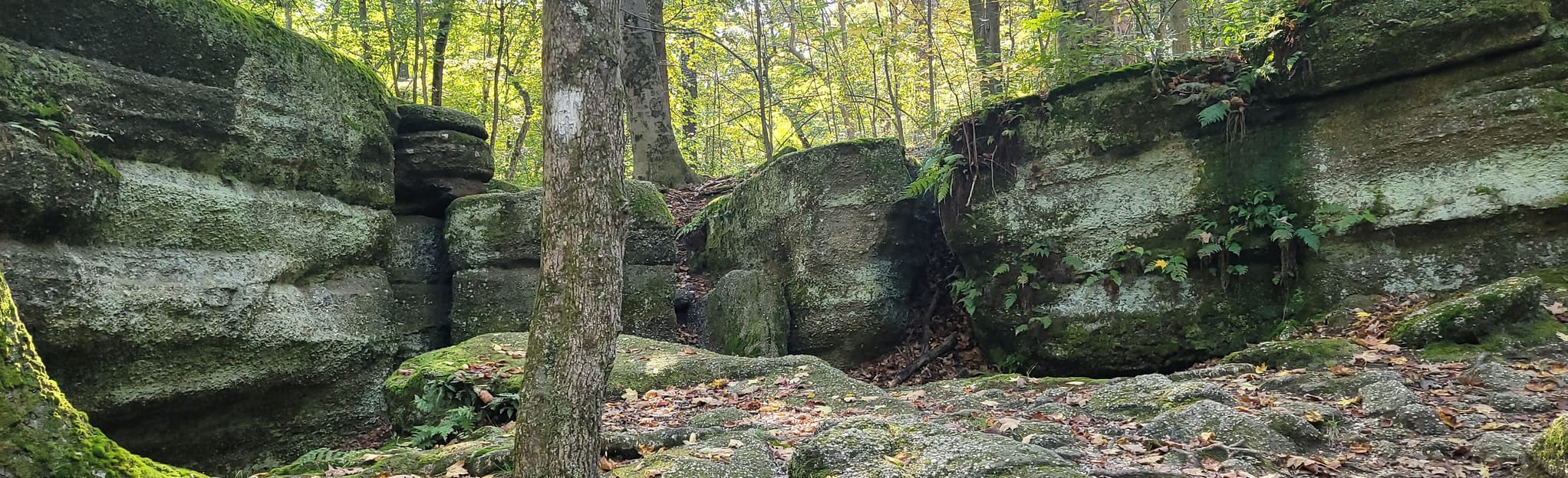 Nelson's Ledges Trail: 627 Reviews, Map - Ohio | AllTrails