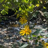 Avalon Loop Trail, Maryland - 293 Reviews, Map | AllTrails