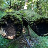 Avalon Loop Trail, Maryland - 293 Reviews, Map | AllTrails