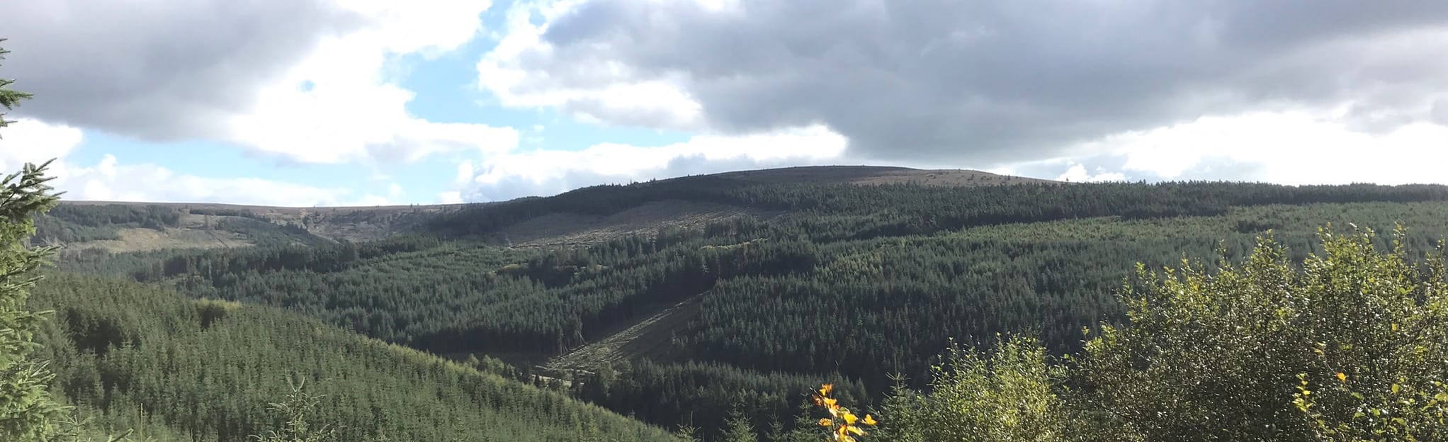 Kinnity Forest - South Loop, County Offaly, Ireland - 28 Reviews, Map ...