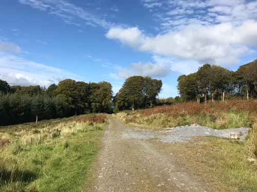 Best Walking Trails in Kinnitty Forest | AllTrails