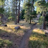 Tronsen Ridge Trail, Washington - 119 Reviews, Map | AllTrails