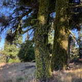 Tronsen Ridge Trail, Washington - 103 Reviews, Map | AllTrails