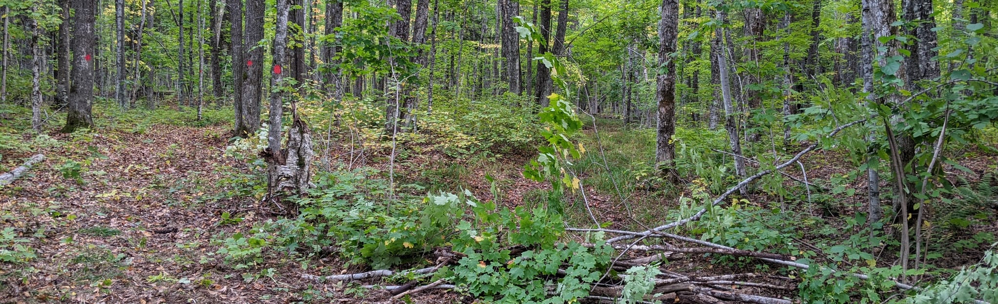 Madeline Island North End Long Loop, Wisconsin - 9 Reviews, Map | AllTrails