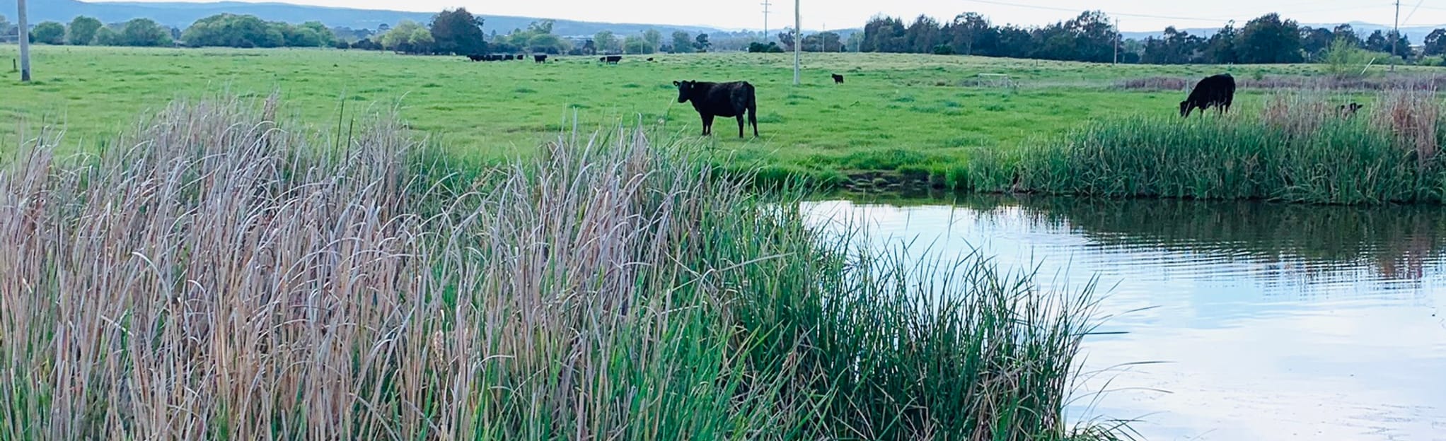 Jerrabomberra Wetlands Backwaters Trail: 7 Reviews, Map - Australian ...