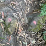 Stanwell Tops, New South Wales, Australia - 52 Reviews, Map | AllTrails