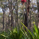 Stanwell Tops, New South Wales, Australia - 52 Reviews, Map | AllTrails