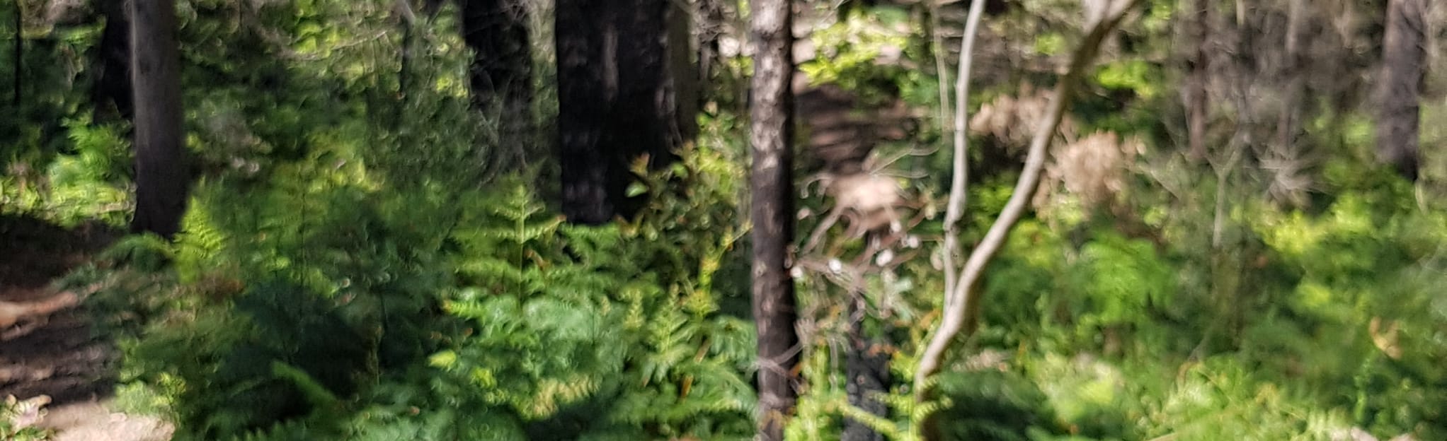 Wingello Red Loop - New South Wales, Australia | AllTrails