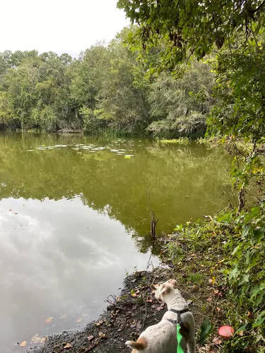 Best Hikes and Trails in Bivens Arm Nature Park | AllTrails