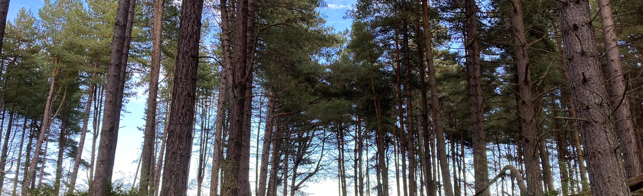 Tentsmuir Forest Beach Path: 39 Reviews, Map - Fife, Scotland | AllTrails
