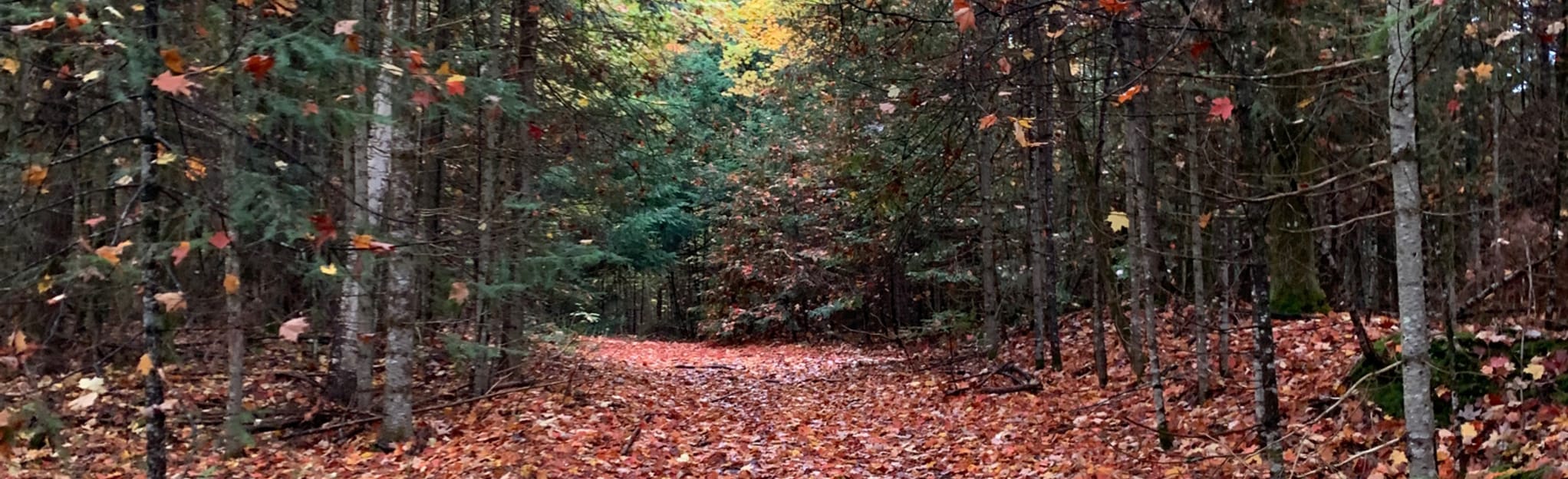 Antelope Trail Loop, Ontario, Canada - 16 Reviews, Map | AllTrails