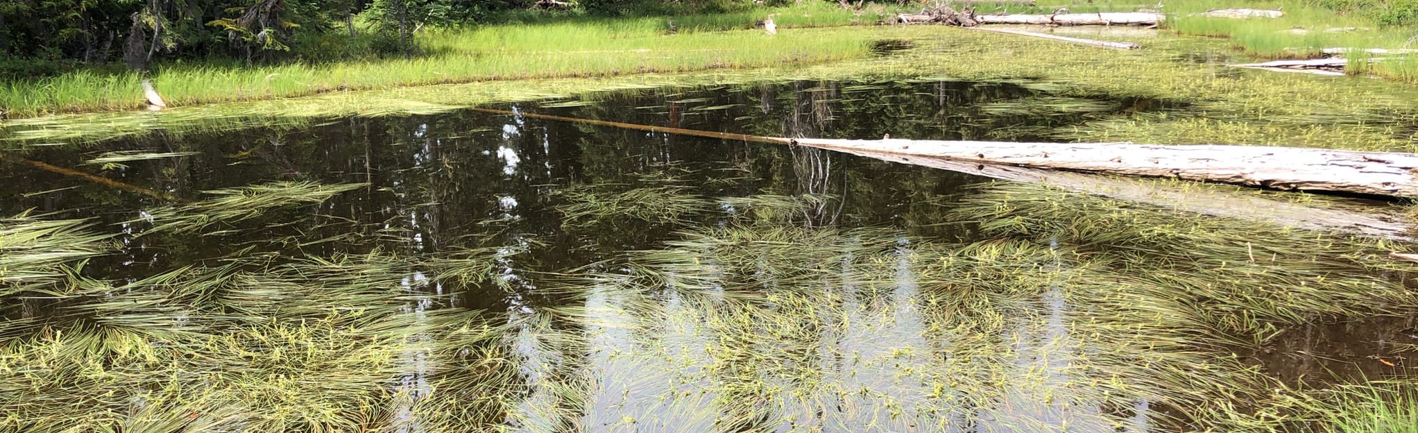 Scott to Benson Lakes via Benson Lake Trail, Oregon - 65 Reviews, Map ...