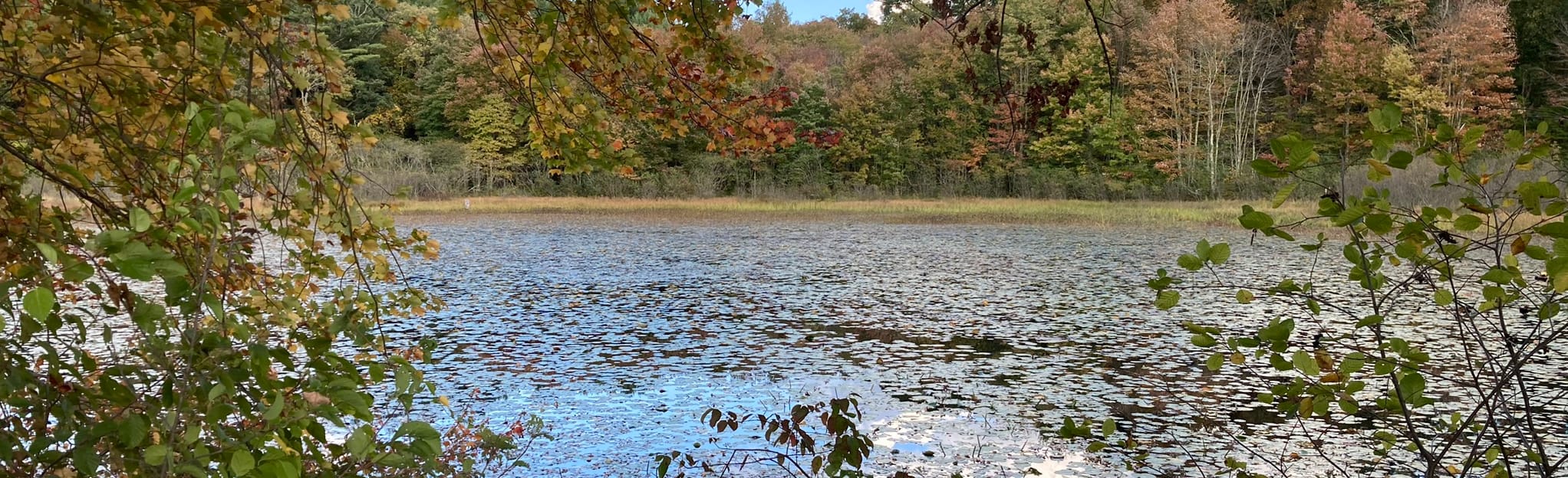 Taylor Pond Trail, Connecticut - 277 Reviews, Map | AllTrails