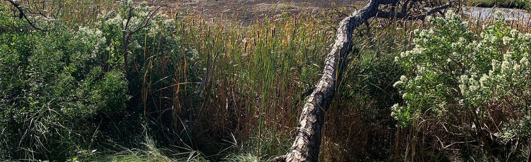 Bay View Trail and Fresh Brook Pathway Loop, Massachusetts - 141 ...