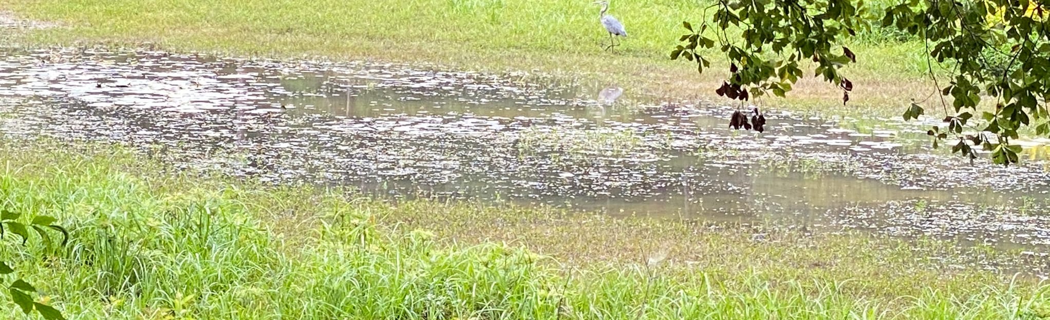 Dogwood Trail, Coloneh Trail and Bird Blind Trail : 93 Reviews, Map ...