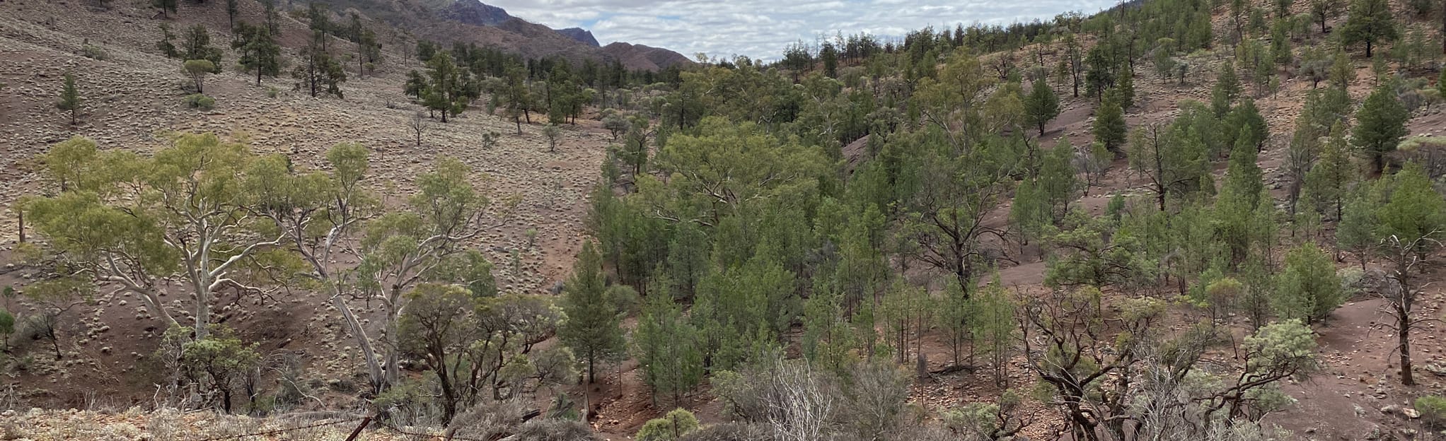 Heysen Trail: Aroona Hut to Parachilna Gorge , South Australia ...