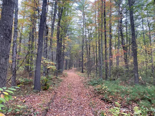 Best Hikes and Trails in Townsend State Forest | AllTrails