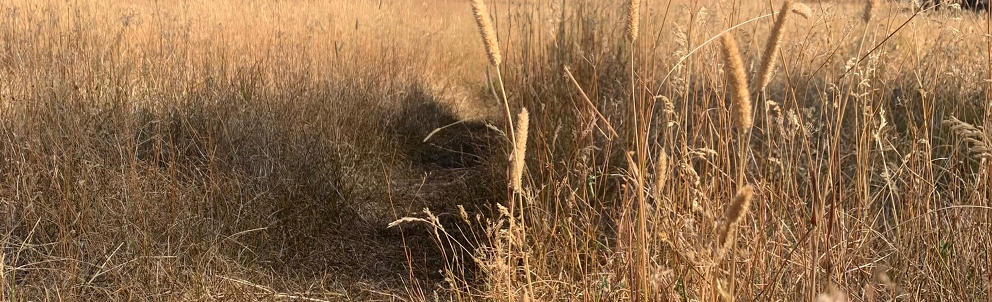 Caples Creek Loop Trail: 297 Reviews, Map - California | AllTrails