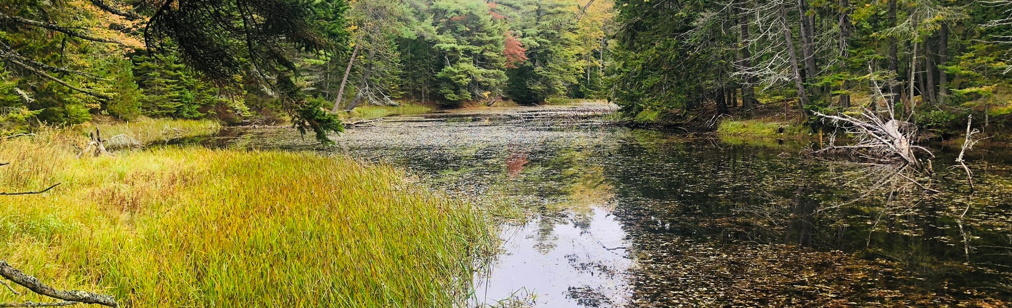 Otter Brook Preserve North and South Loop, Maine - 78 Reviews, Map ...