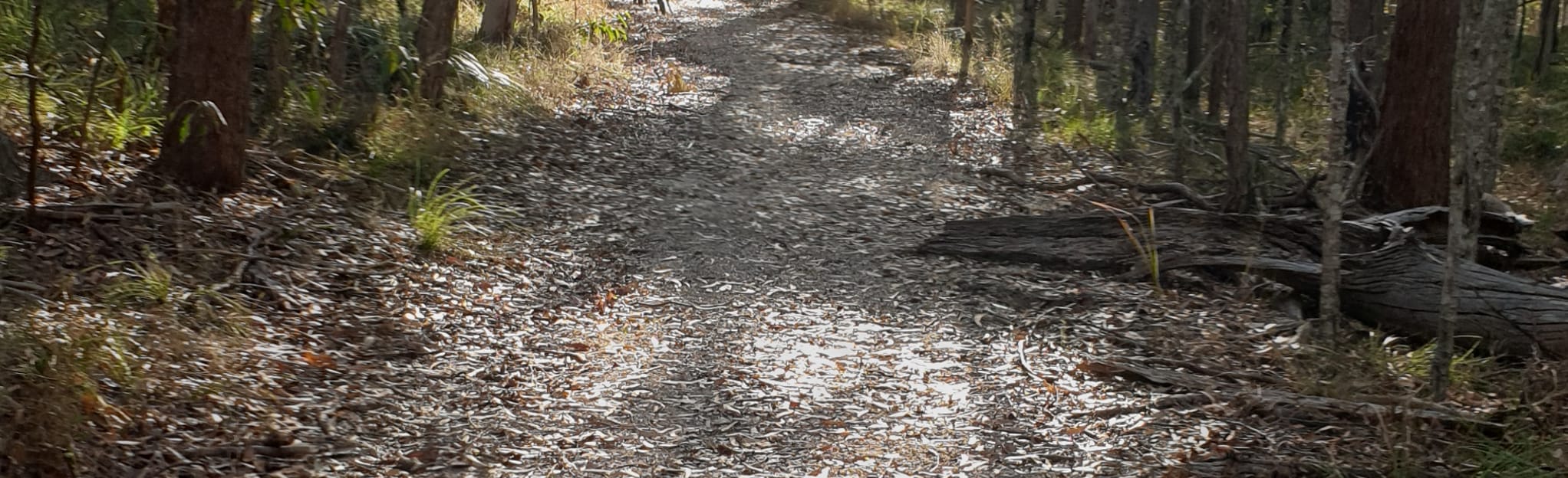 Swamp Box Loop, Queensland, Australia - 7 Reviews, Map | AllTrails