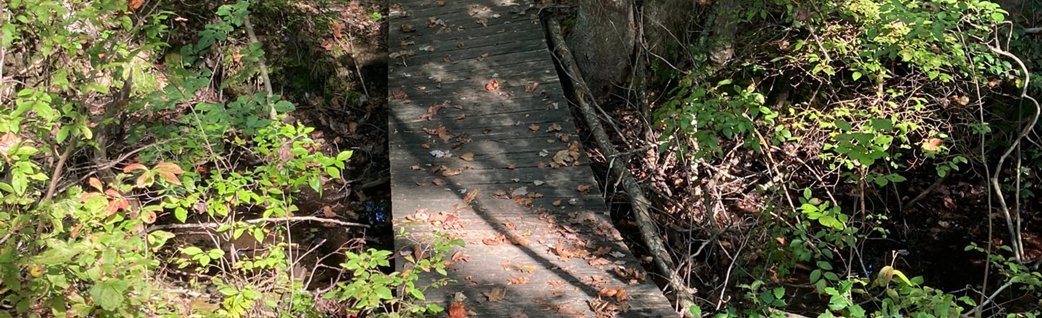 Lizard Tail Swamp Yellow and Blue Loop : 112 Reviews, Map - New Jersey ...